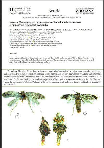 Eumasia thomasii sp. nov. a new species of the subfamily Eumasiinae ...